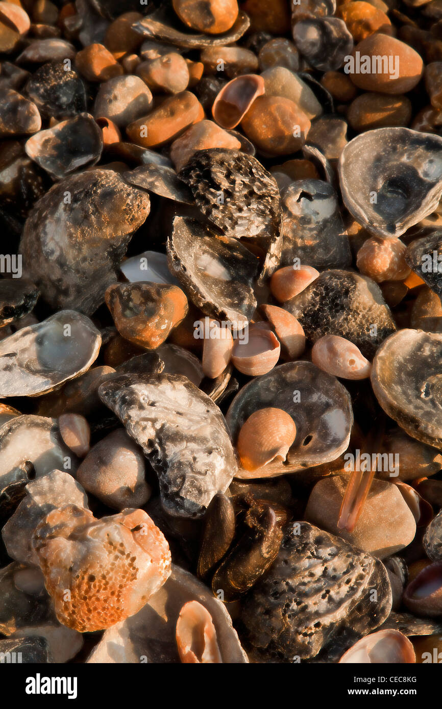 Shells and pebbles Stock Photo - Alamy
