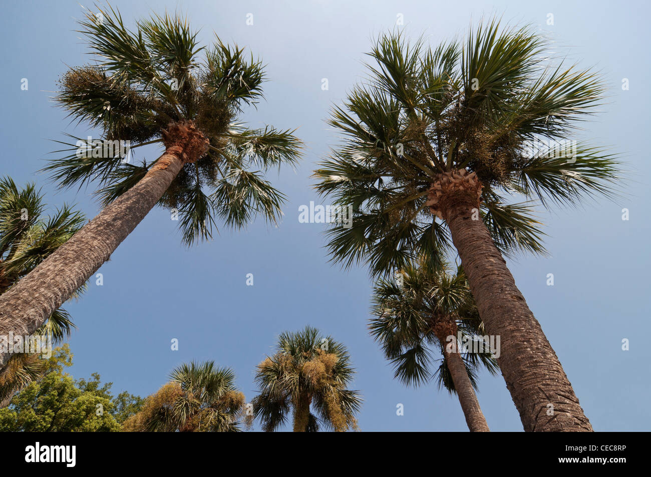 Sabal Palmetto Palm Trees High Resolution Stock Photography and Images ...