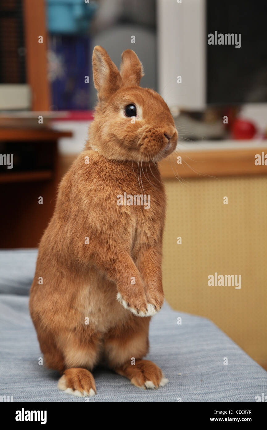 Pet pets stand hi-res stock photography and images - Alamy