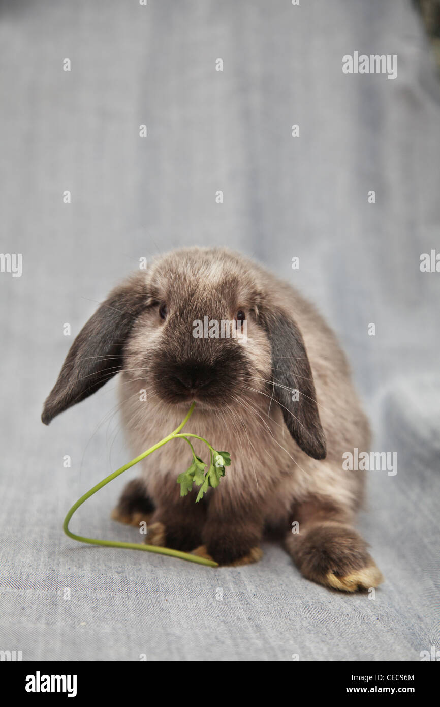 Big grey rabbit hi-res stock photography and images - Alamy