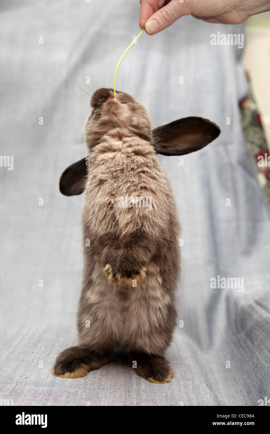 Grey rabbit standing hi-res stock photography and images - Alamy