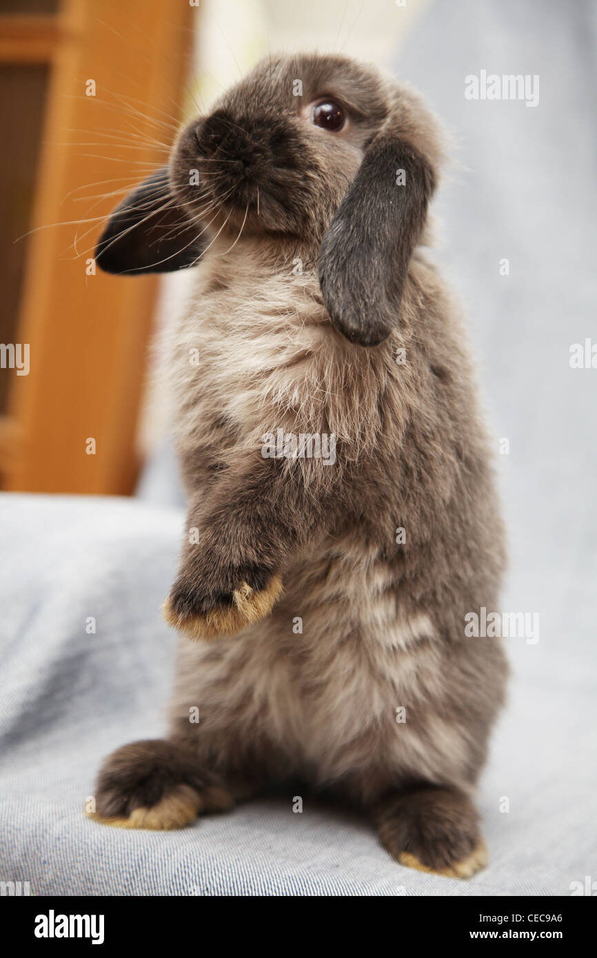 Grey rabbit standing hi-res stock photography and images - Alamy