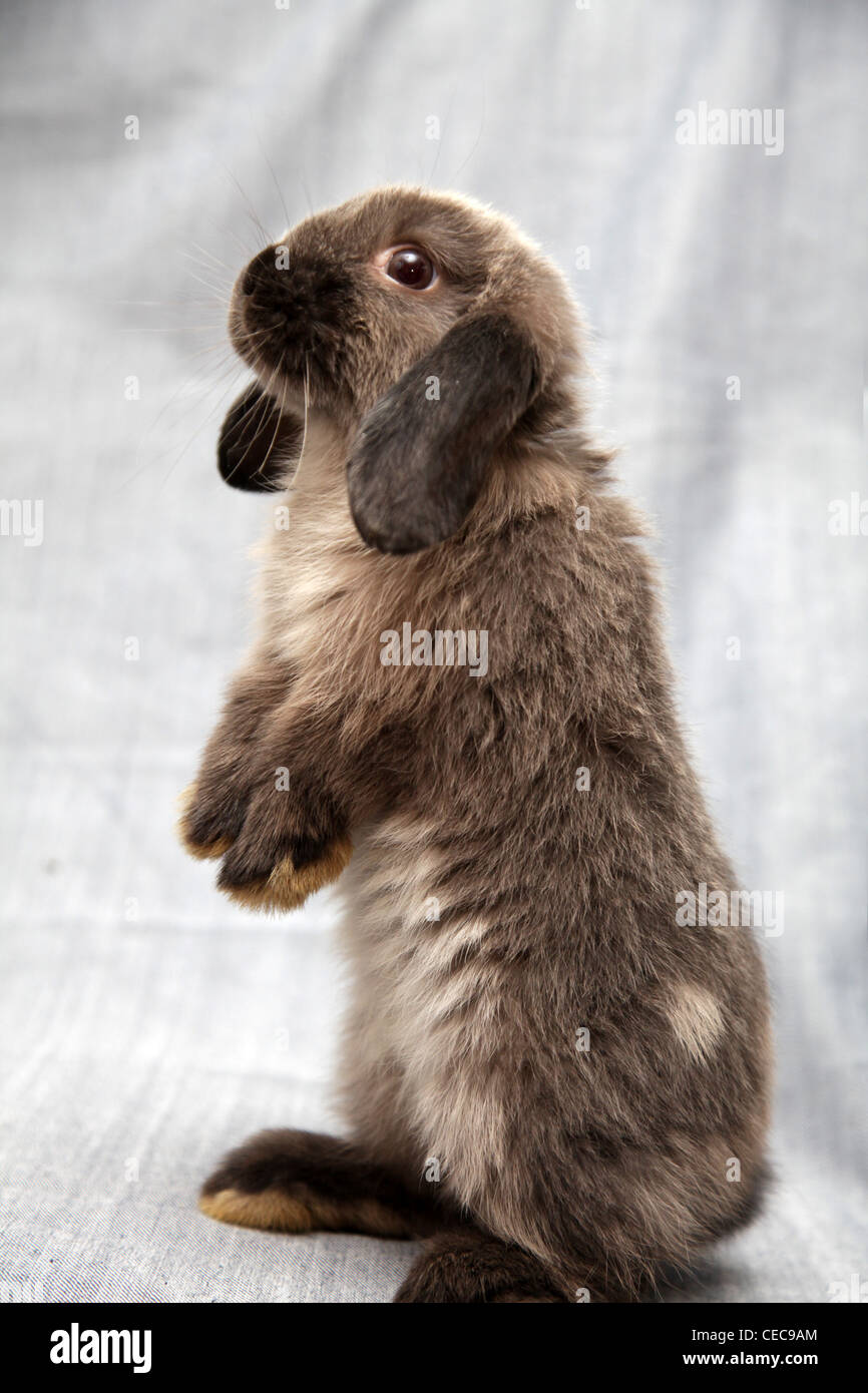 Grey rabbit standing hi-res stock photography and images - Alamy