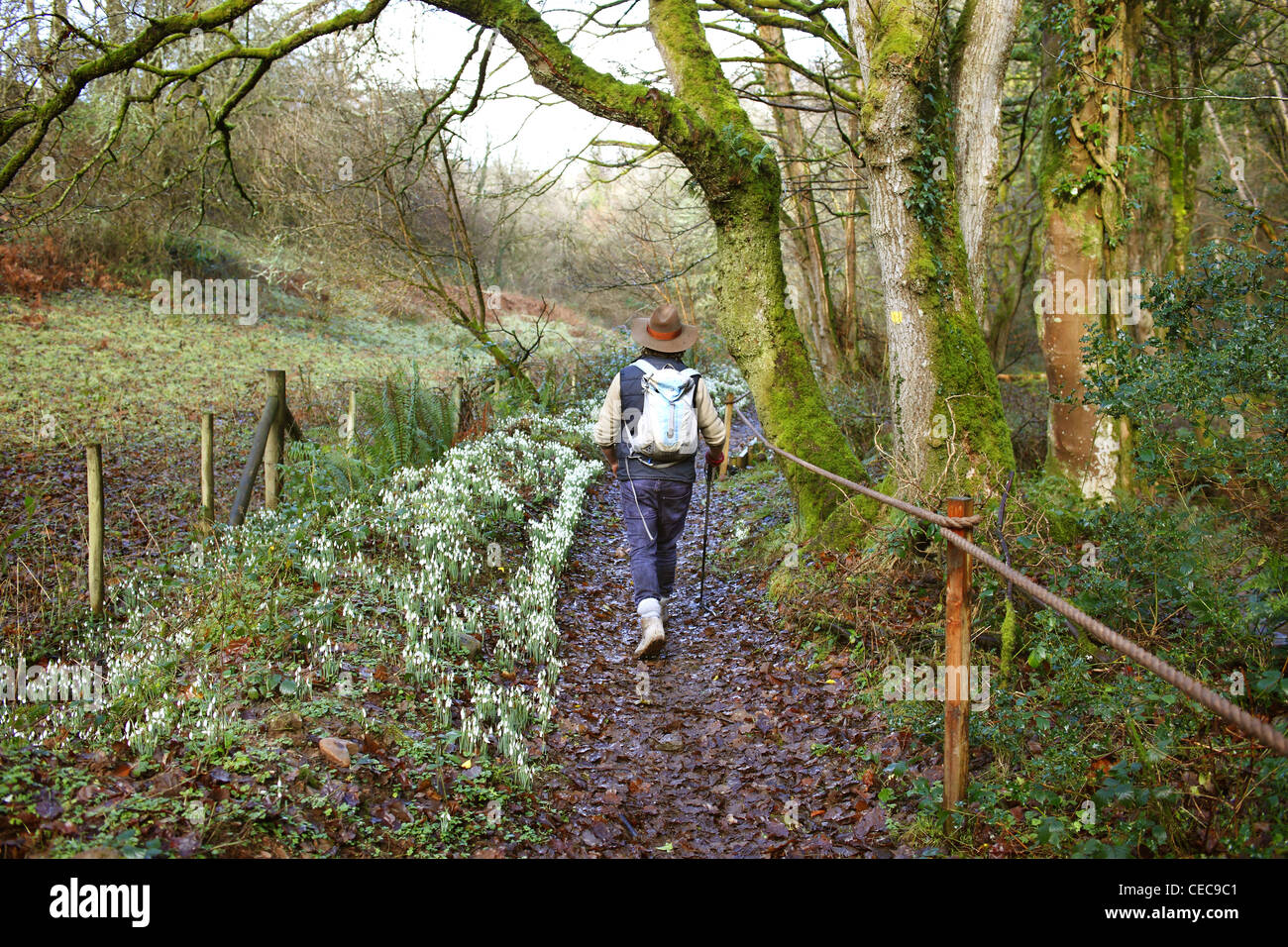 Snowdrops in Snowdrop Valley near Wheddon Cross on Exmoor in Somerset ...