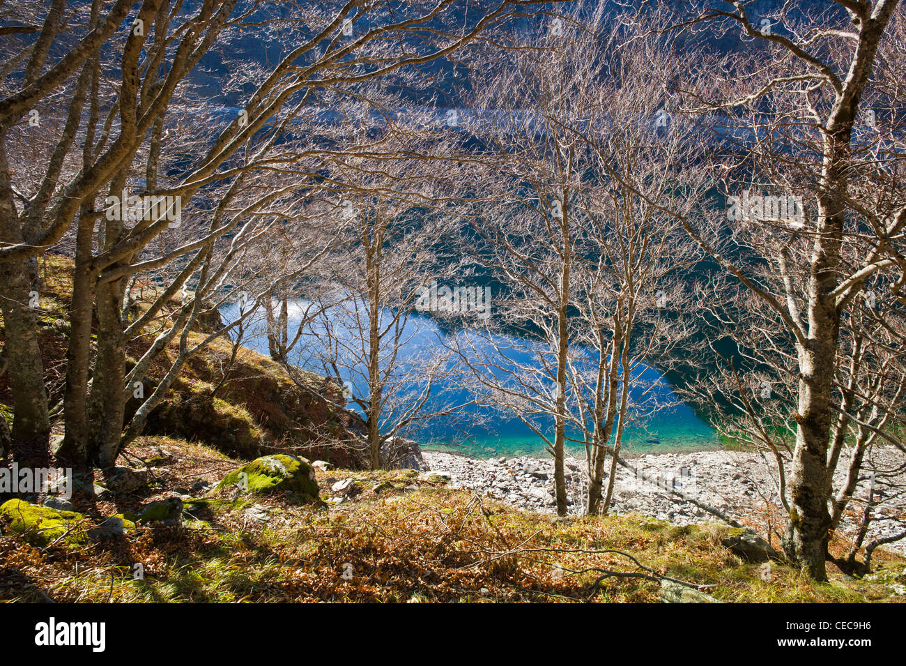 Backlit beech trees by a lake, landscape Stock Photo - Alamy