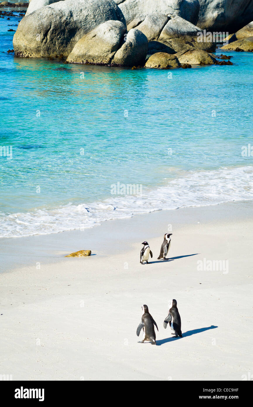 Penguins on a beach hi-res stock photography and images - Alamy