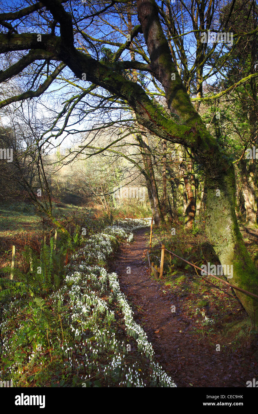 Snowdrops in Snowdrop Valley near Wheddon Cross on Exmoor in Somerset ...