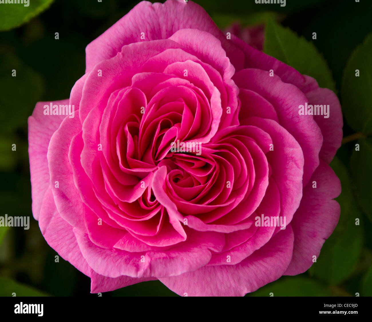 Pink rose flower close up Stock Photo - Alamy