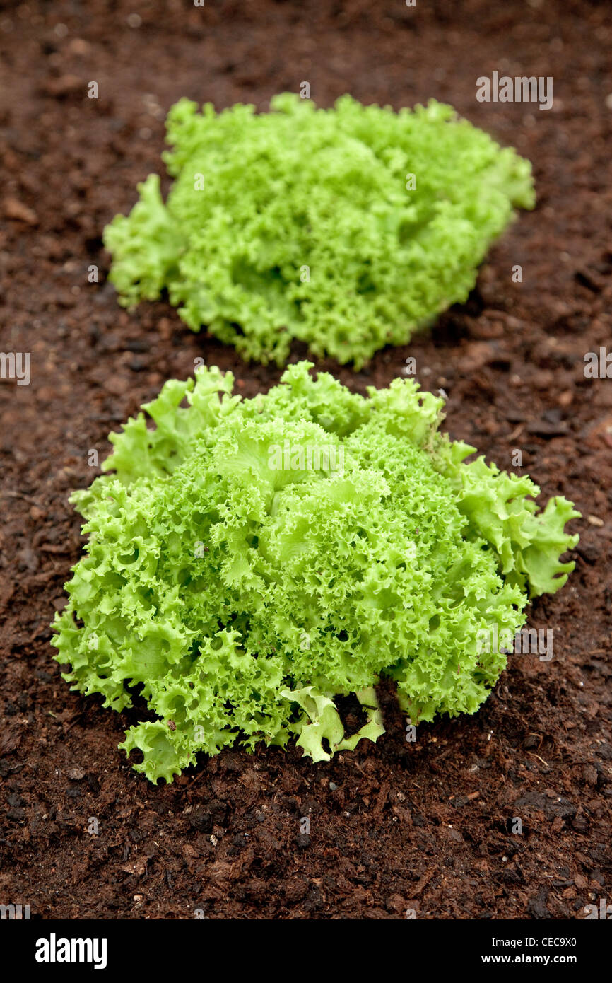 lettuce, curly endive, Cichorium endivia, crispum, Krausblättrige ...