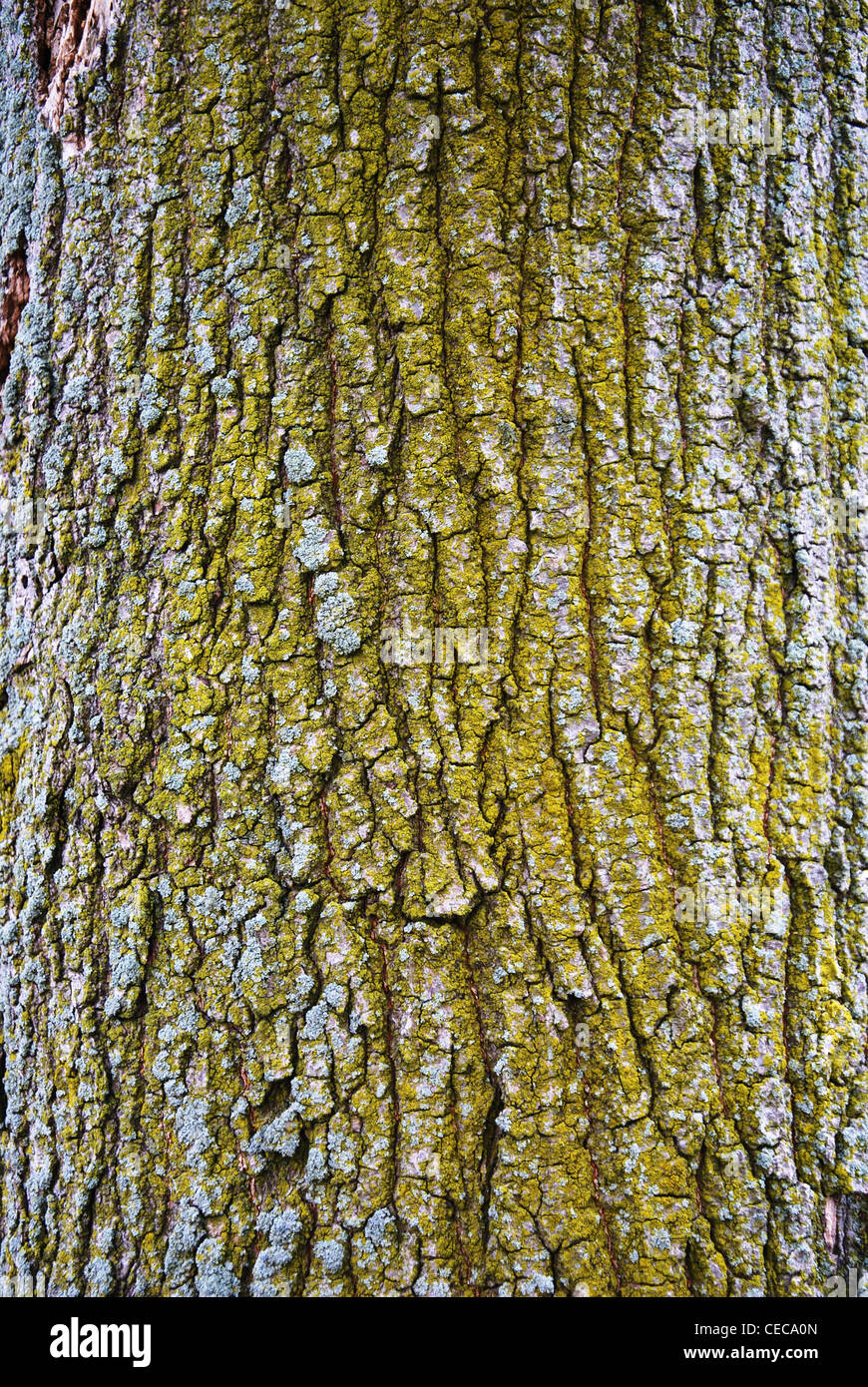 Pine cortex texture hi-res stock photography and images - Alamy