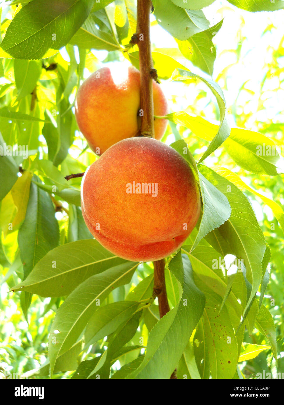 Peach fruit garden hi-res stock photography and images - Alamy