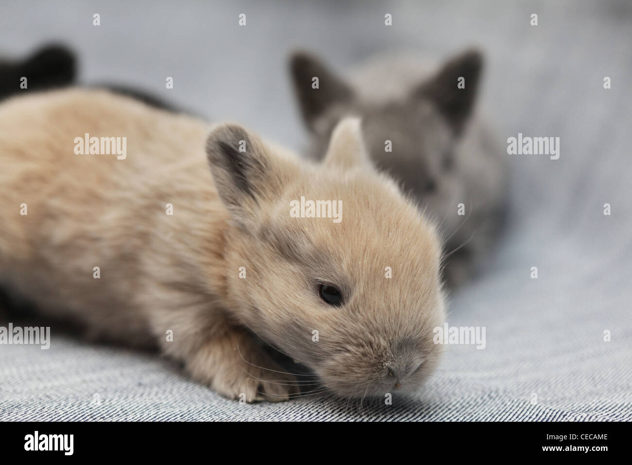 Breed rabbits hi-res stock photography and images - Alamy