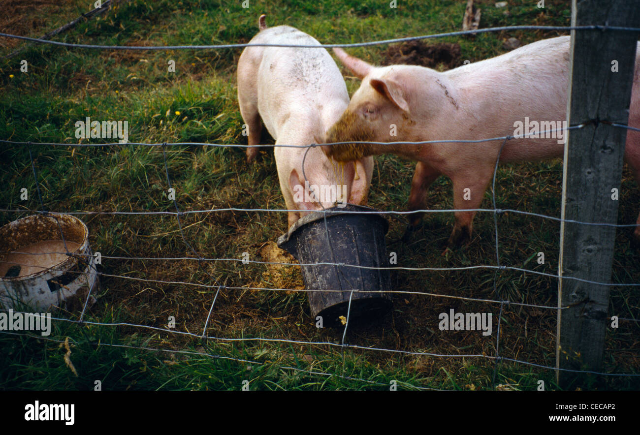 Shetlands Scotland Crofts Farm Pigs In Pen Stock Photo - Alamy