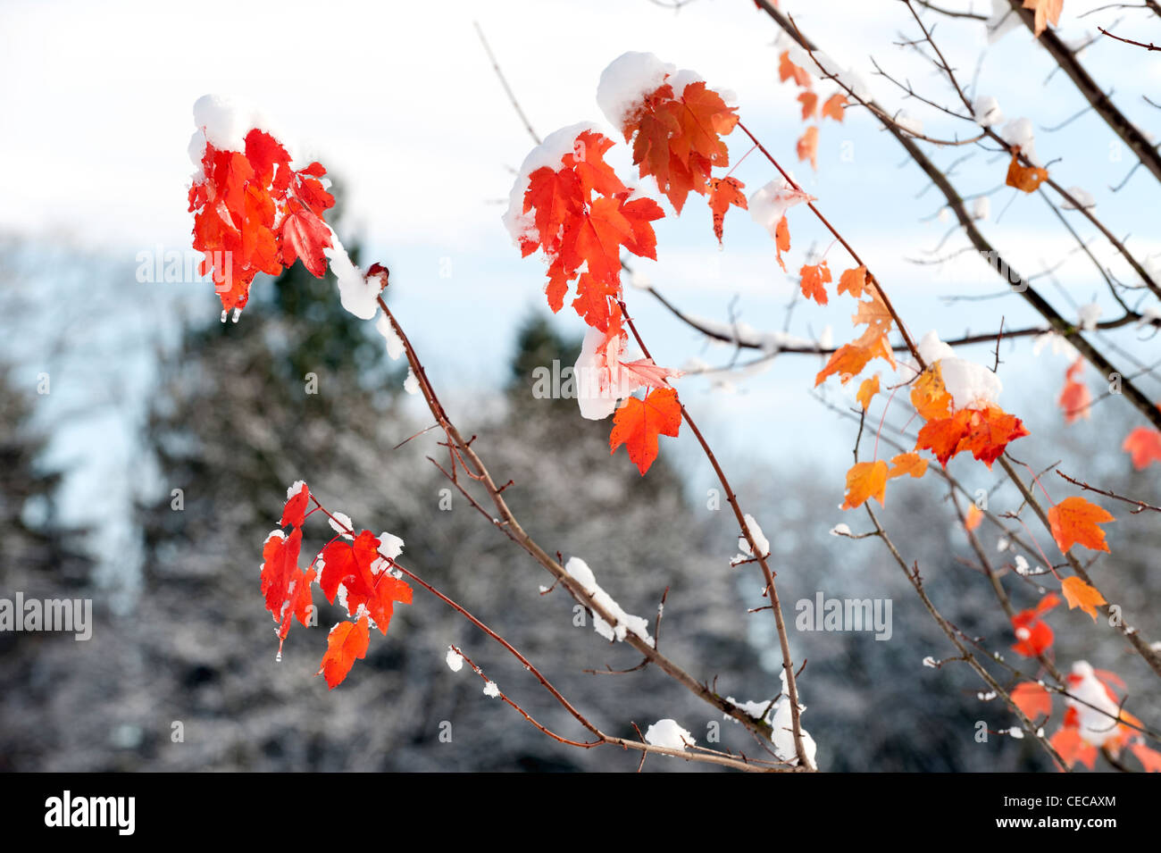 Red leaves under snow in winter Stock Photo - Alamy