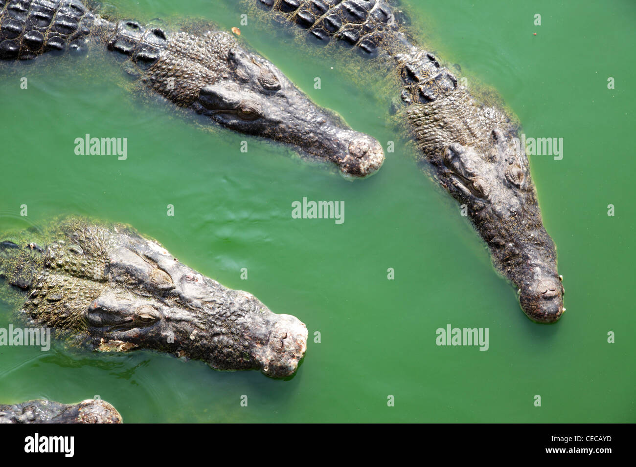 Group of crocodils in the river water Stock Photo - Alamy