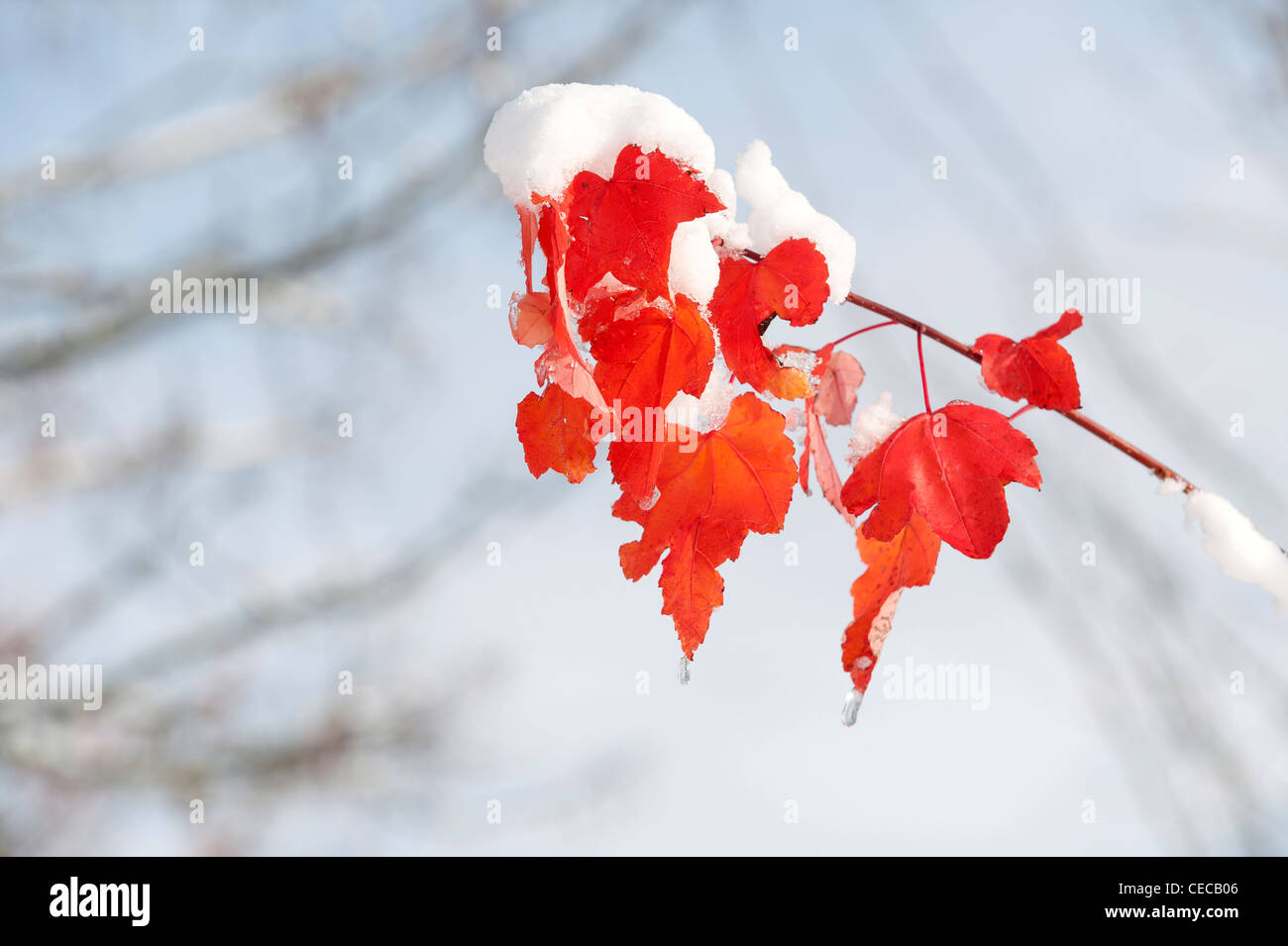 Red leaves under snow in winter Stock Photo - Alamy