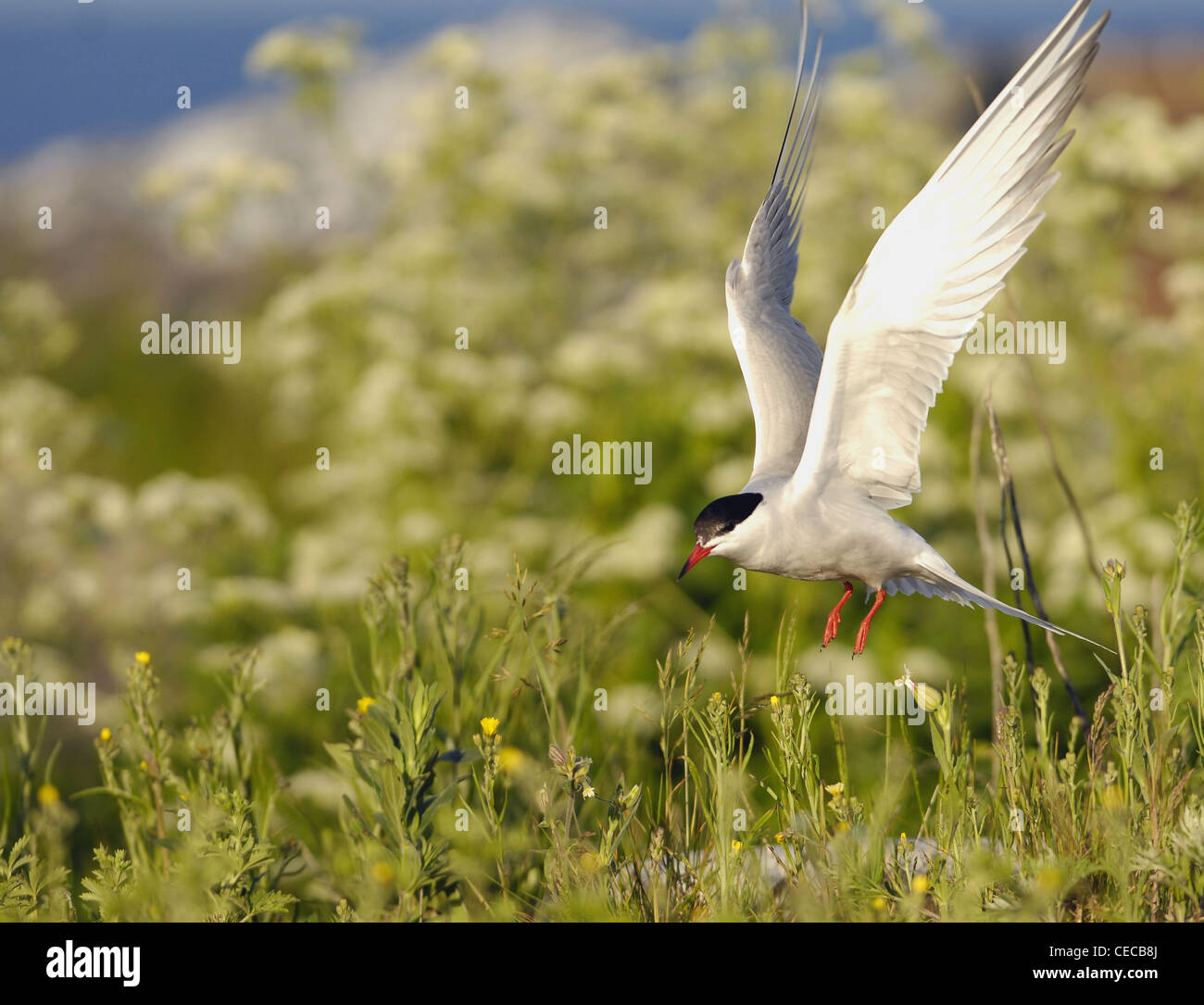 Common tern (Sterna Hirundo) in flight Stock Photo - Alamy