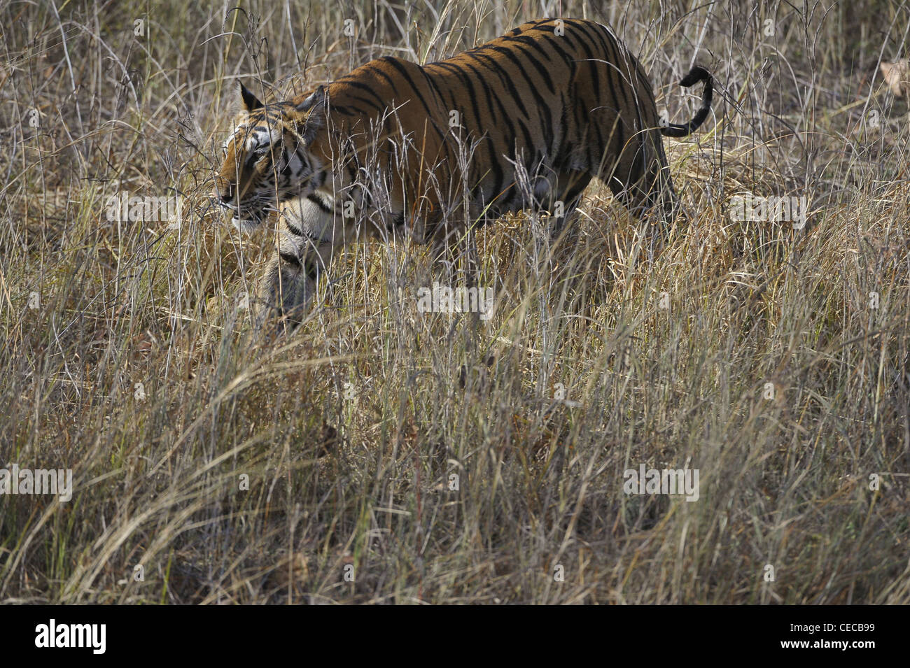 The Bengal tiger walks on the yellow grass Stock Photo - Alamy