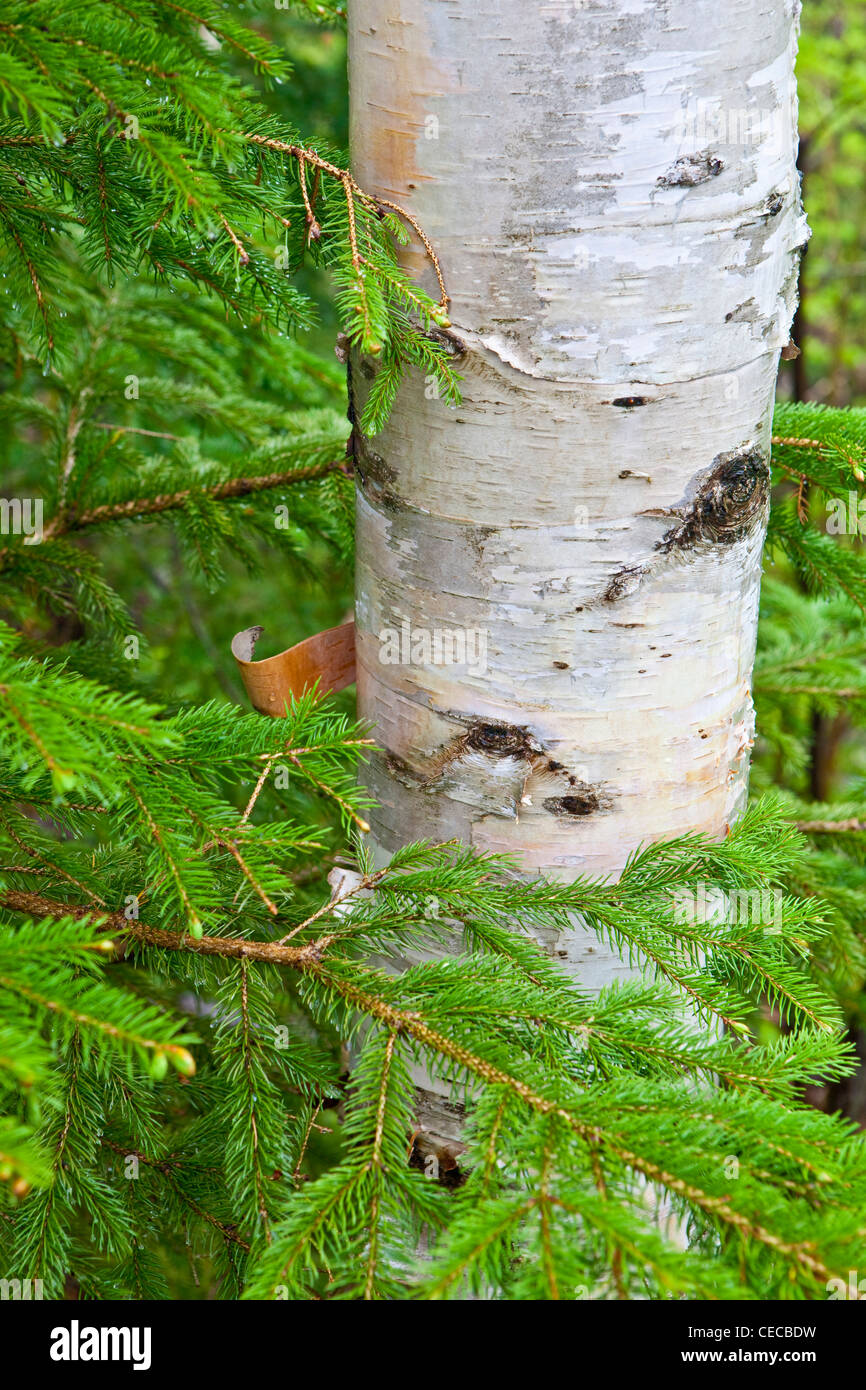 Paper Birch tree (Betula papyrifera). Appalachian Trail, Crocker ...