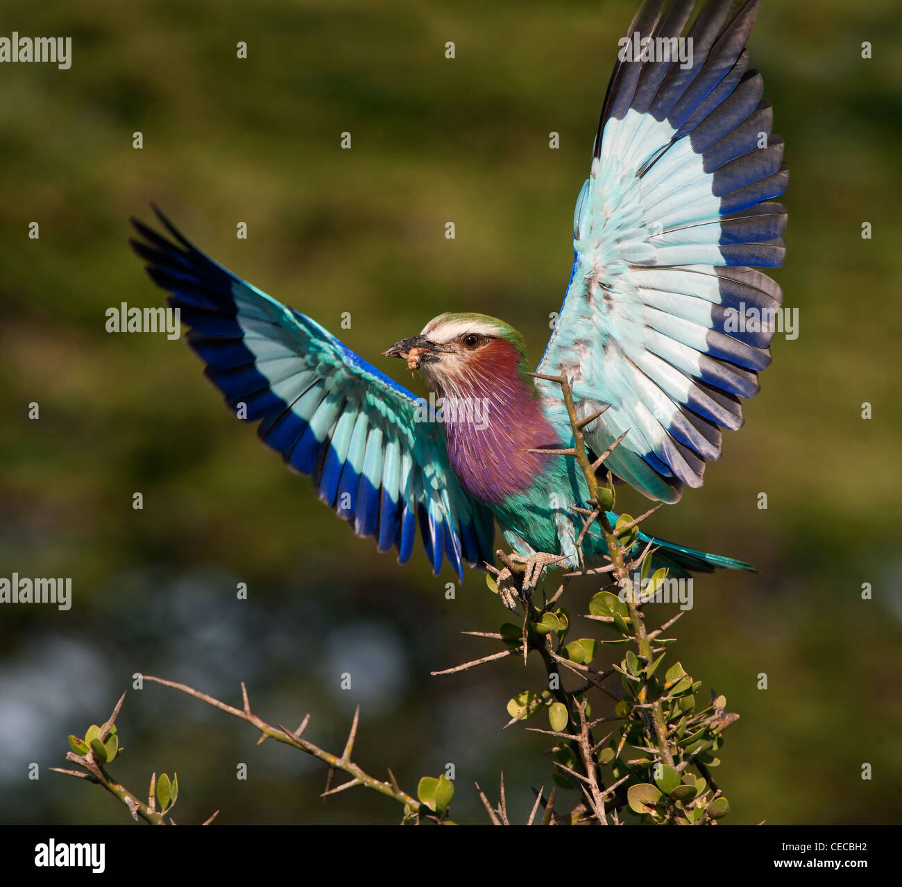 Roller birds hi-res stock photography and images - Alamy