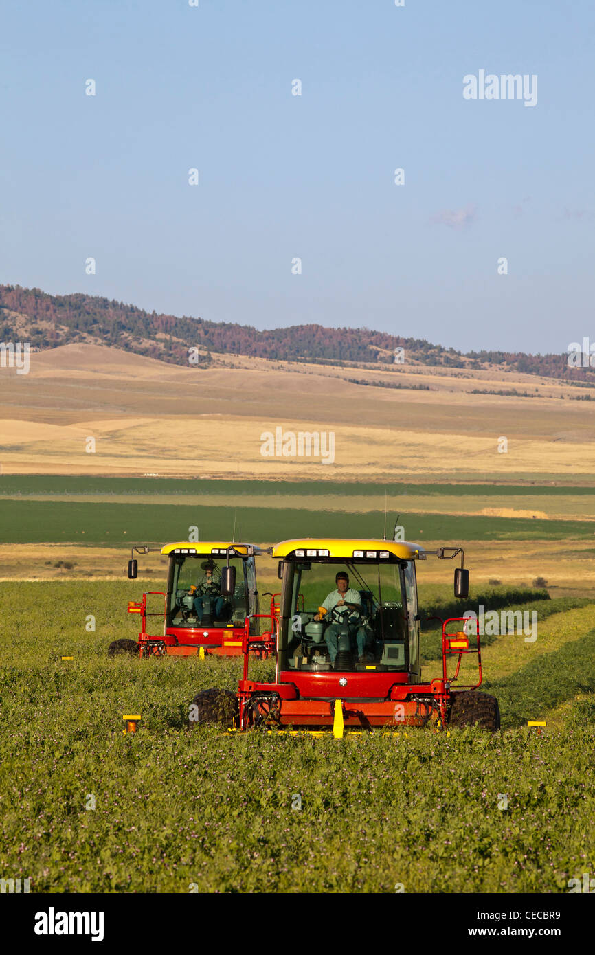 New Holland Durabine forage swathers cut austrain winter peas and oats ...