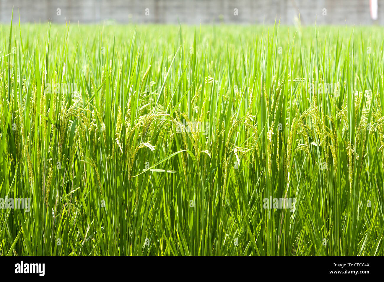 Organic rice field, Ji’an Township, Hualien County, Taiwan Stock Photo ...