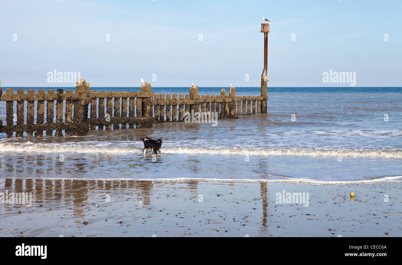Groyne at Overstrand on North Norfolk coast. Brilliant light and ...