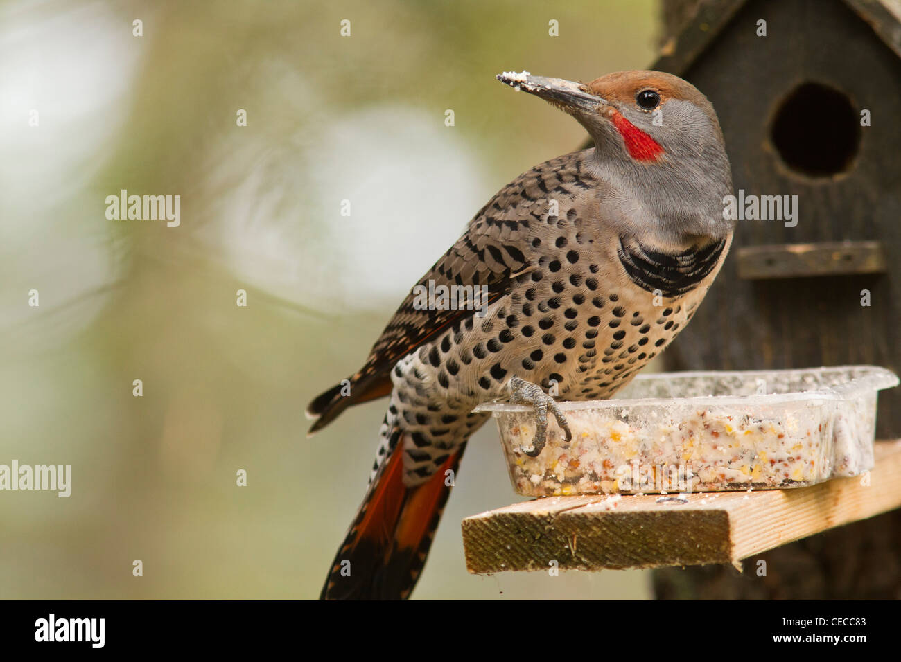Northern flicker bird hi-res stock photography and images - Alamy