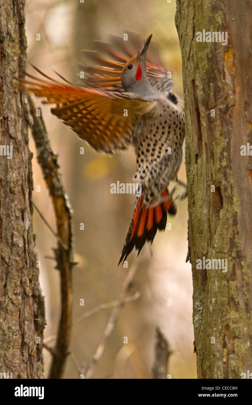Northern flicker feeding hi-res stock photography and images - Alamy