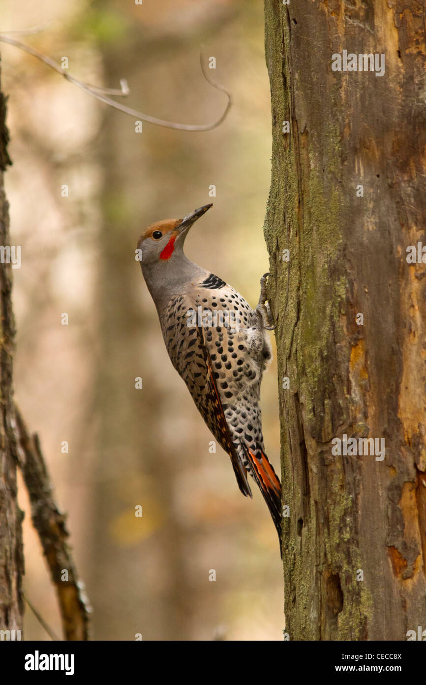 Northern flicker searching for food in old tree trunk in Whitefish ...