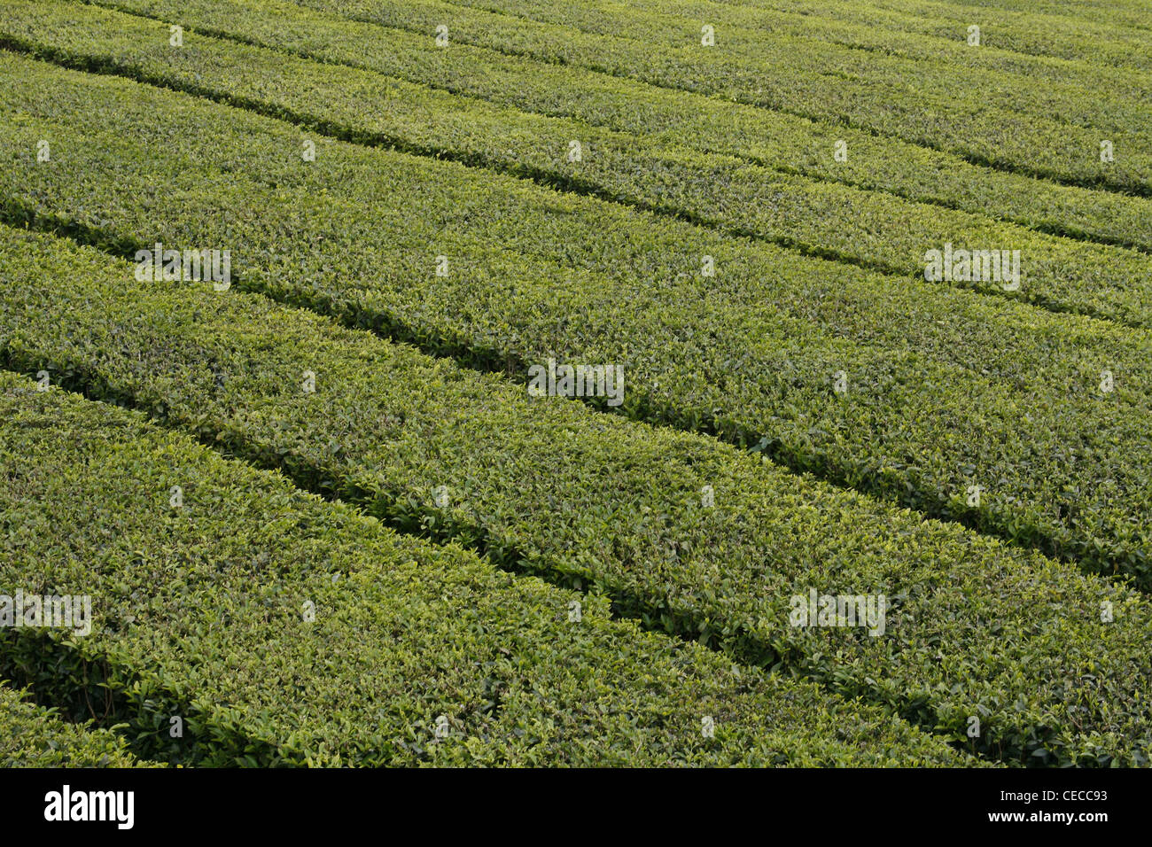 Azores San Miguel Island Portugal Gorreana Tea Plantation Stock Photo ...