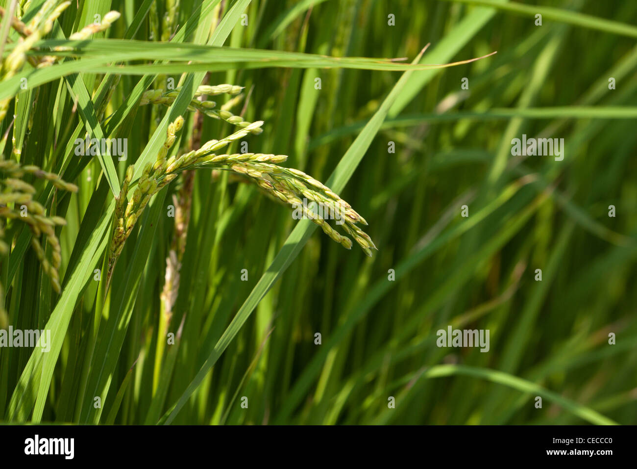 Arroz oriental hi-res stock photography and images - Alamy