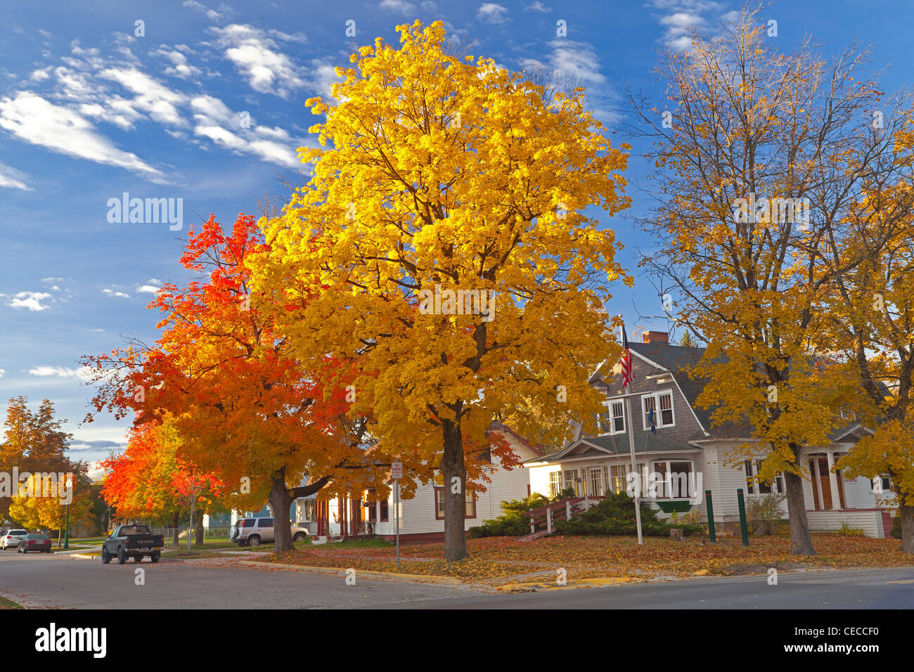 Mountain ash trees hi-res stock photography and images - Alamy