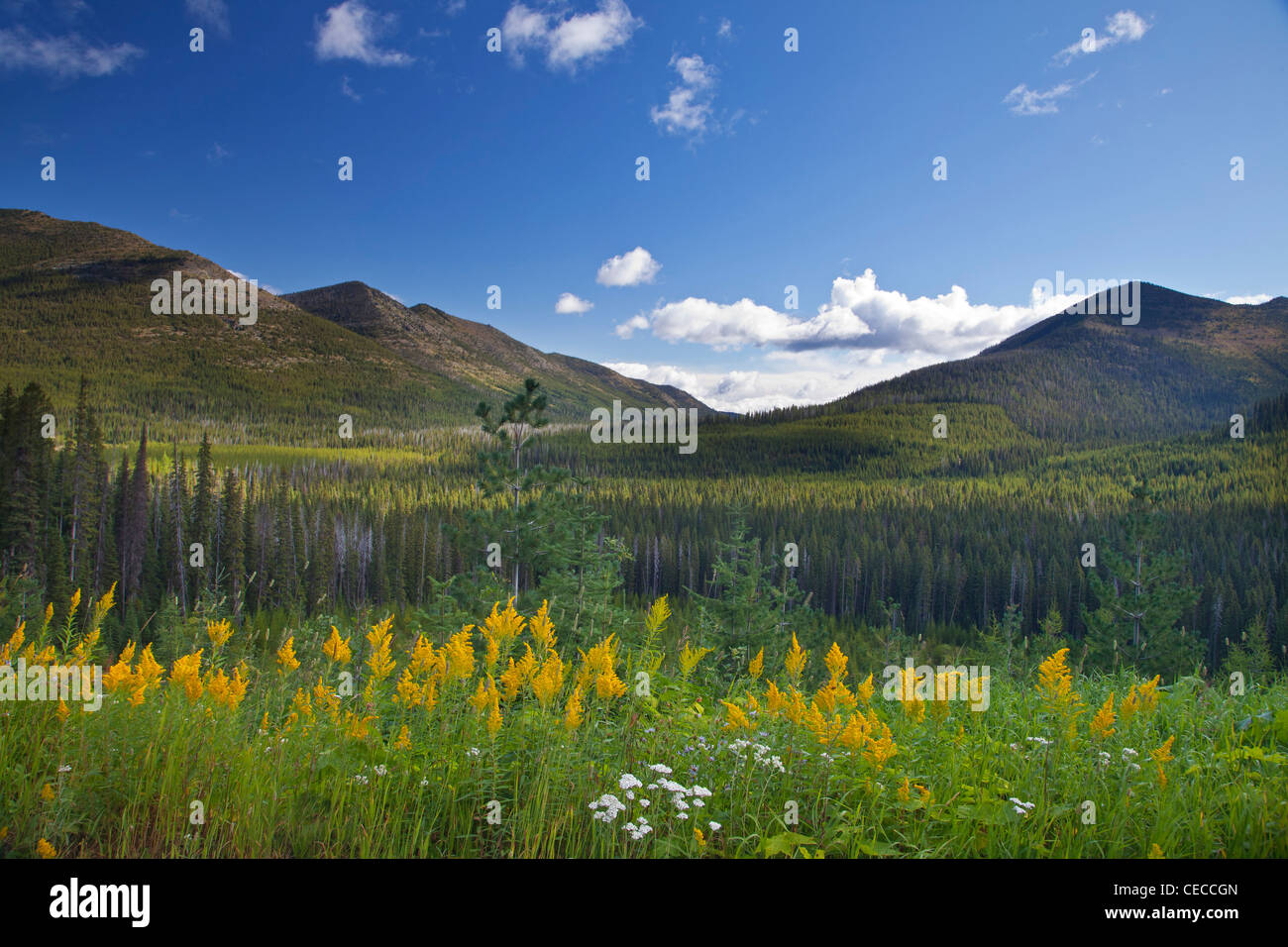 Whitefish range hi-res stock photography and images - Alamy