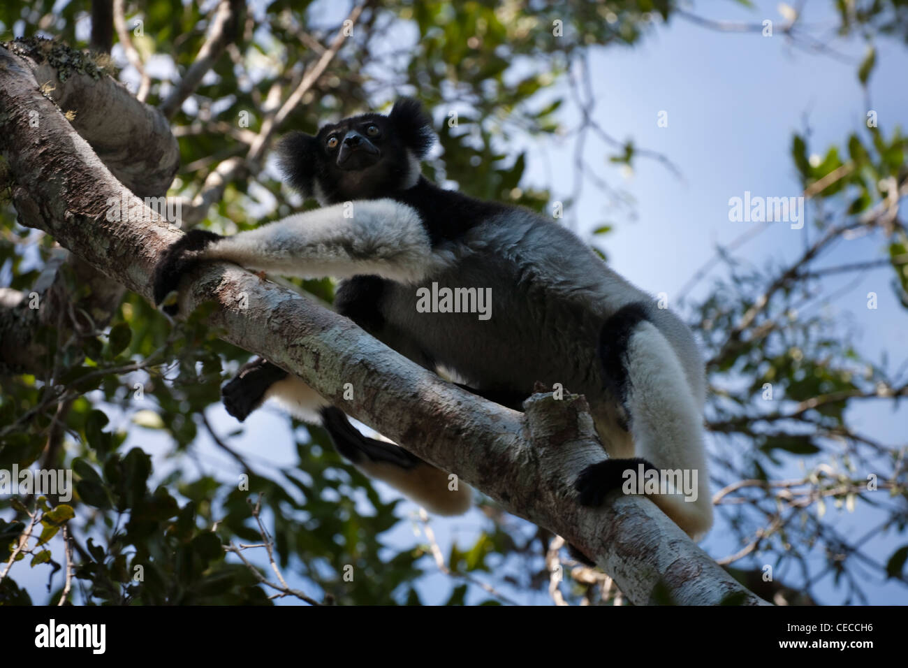 Indri (Indri indri), largest lemur, in the forest, Perinet Reserve ...