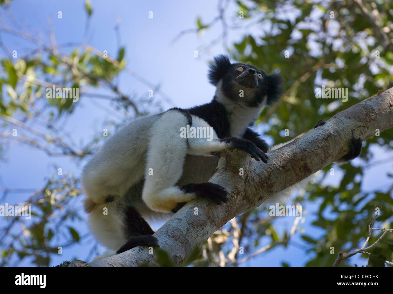 Indri (Indri indri), largest lemur, in the forest, Perinet Reserve ...
