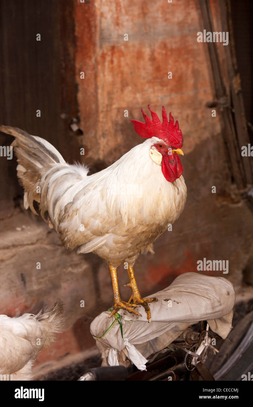 Indian rooster hi-res stock photography and images - Alamy