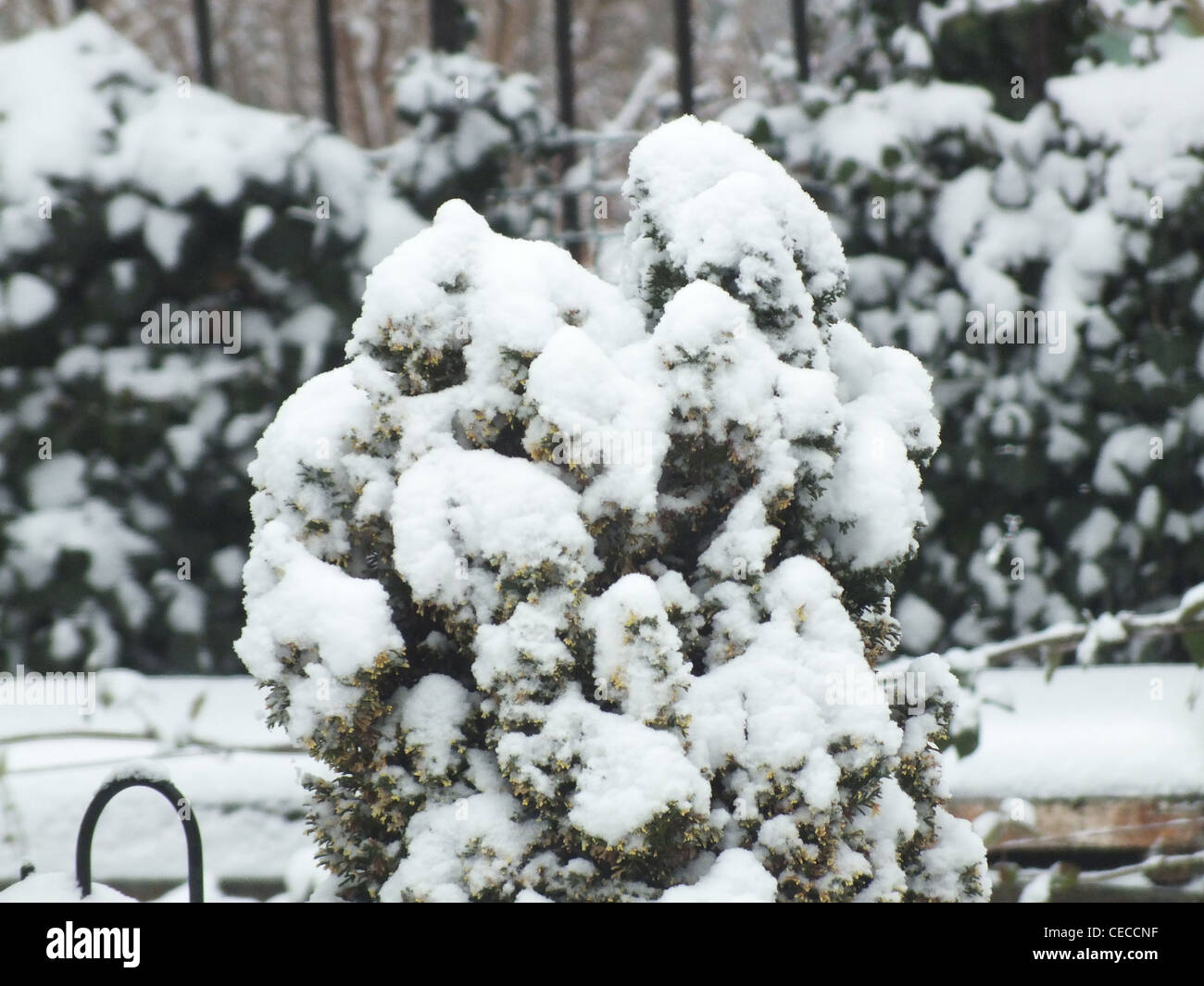 snow on a tree Stock Photo - Alamy