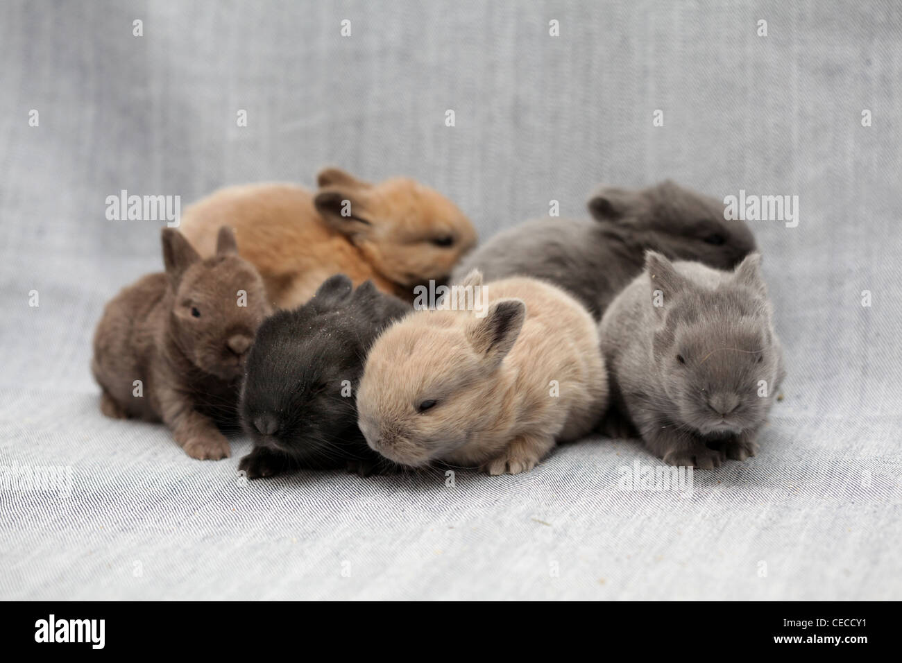 Breed rabbits hi-res stock photography and images - Alamy