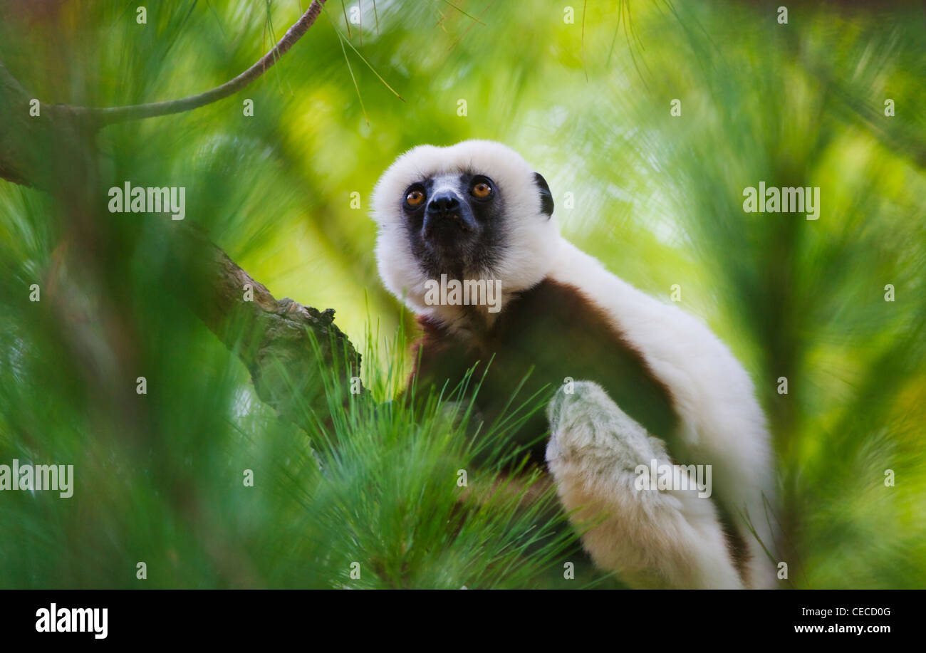 Coquerel's Sifaka (Propithecus coquereli) in the forest, Perinet ...