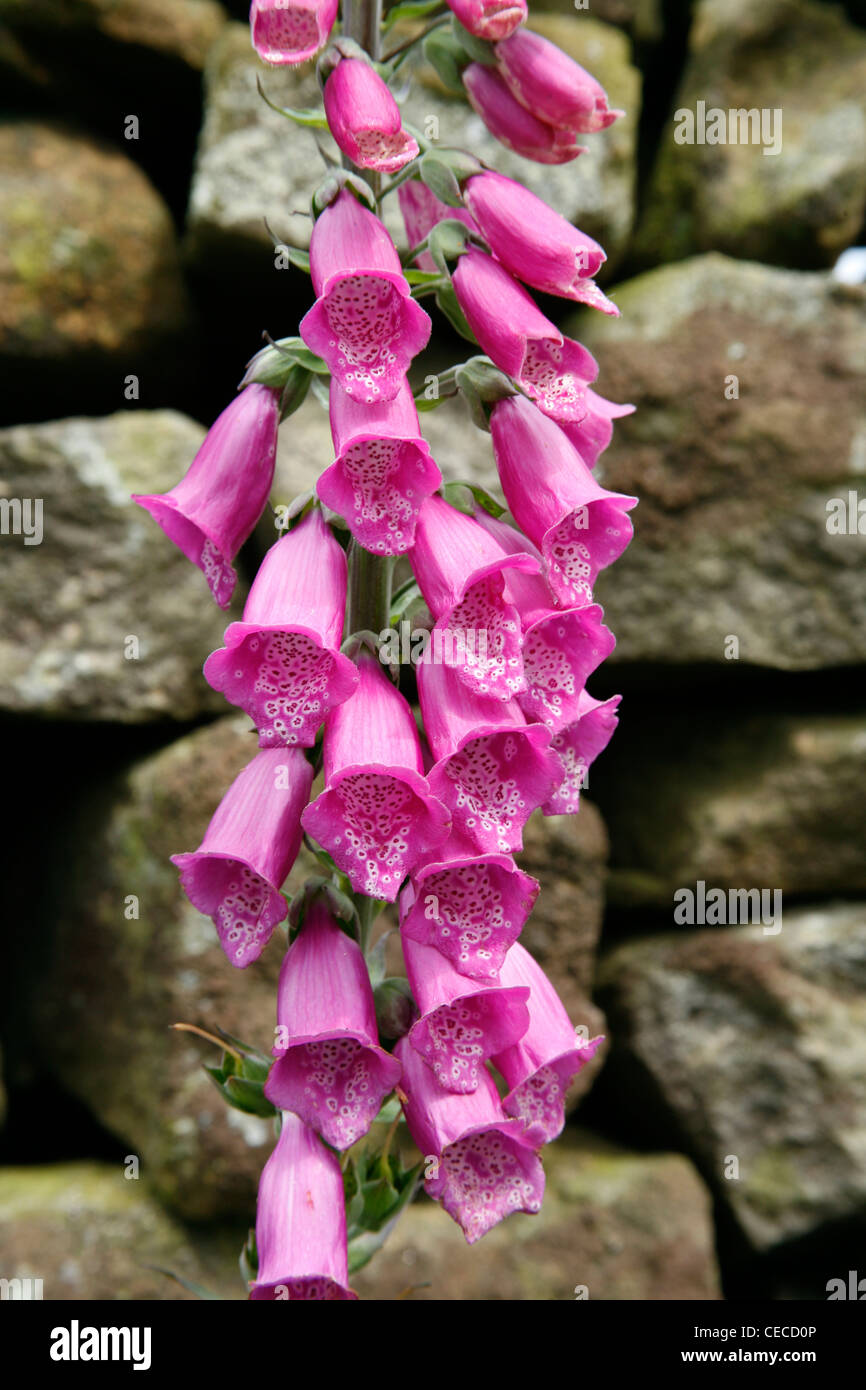 Foxglove Digitalis flowers Stock Photo - Alamy