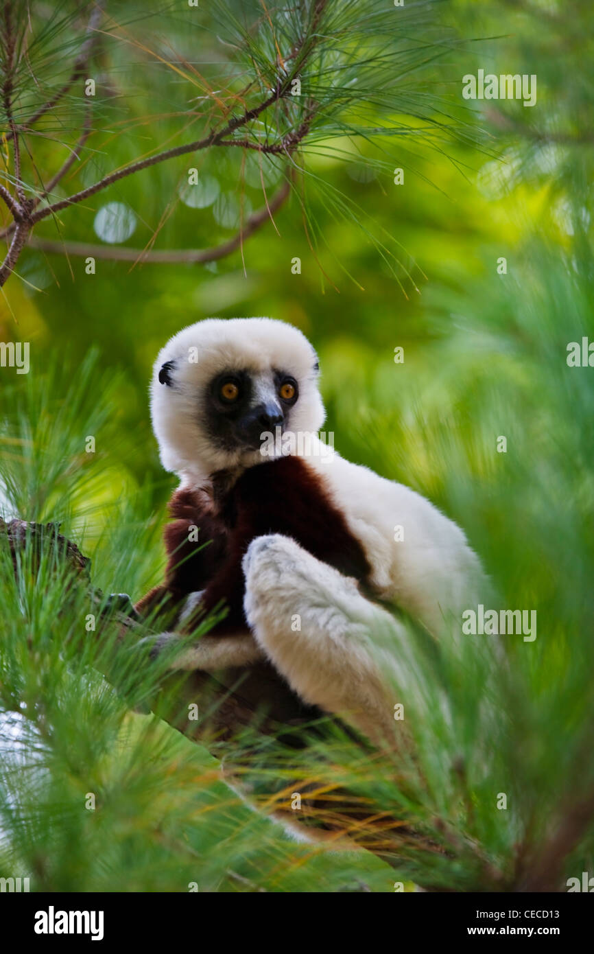 Coquerel's Sifaka (Propithecus coquereli) in the forest, Perinet ...