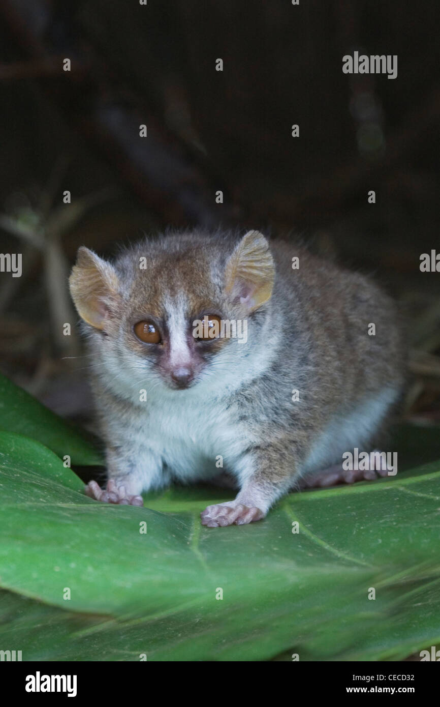 Mouse lemur hi-res stock photography and images - Alamy