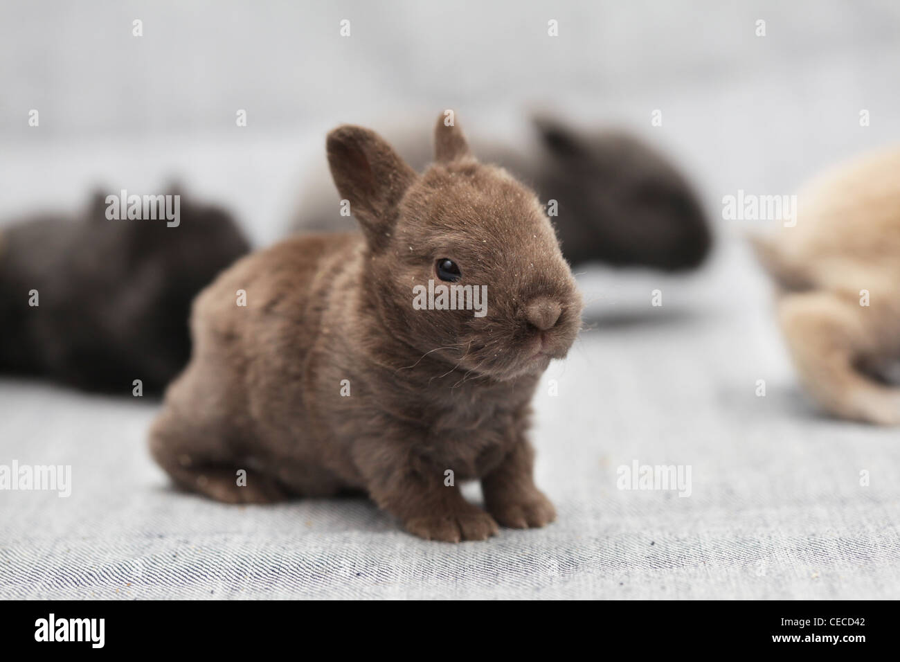 Breed rabbits hi-res stock photography and images - Alamy