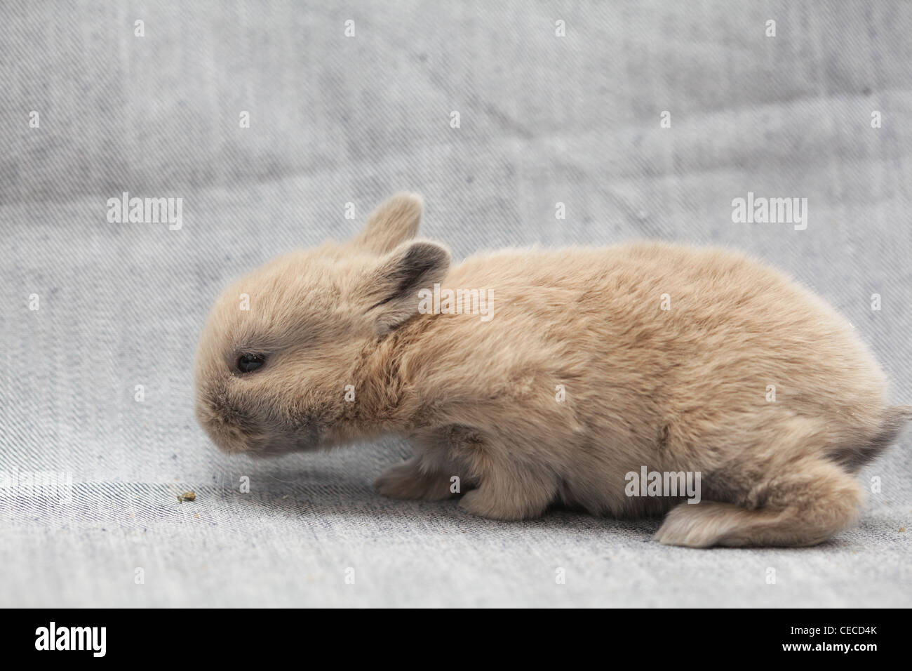 Rabbit cub hi-res stock photography and images - Alamy