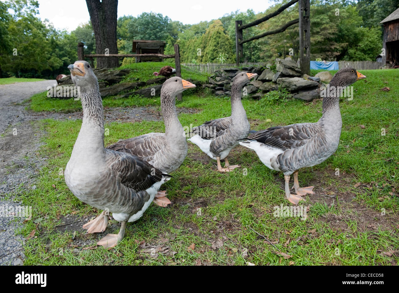 Geese on farmyard at a living history farm, Pennsylvania Stock Photo ...