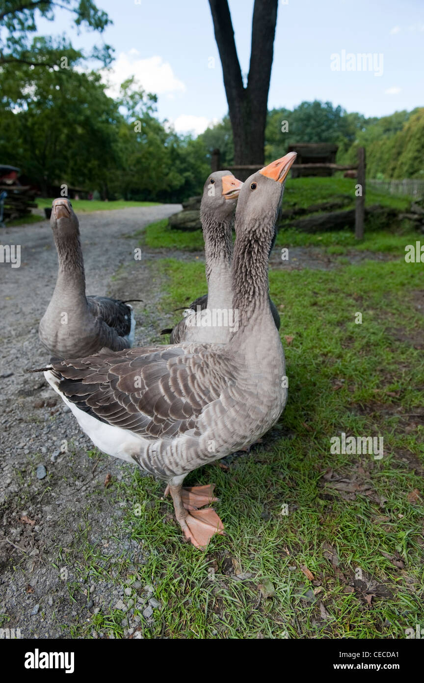 Geese on farmyard at a living history farm, Pennsylvania Stock Photo ...
