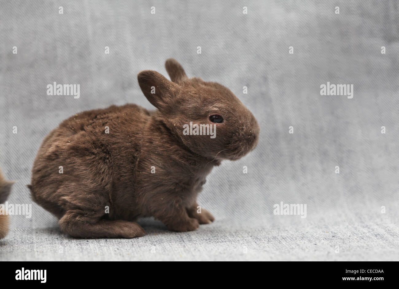 Rabbit cub hi-res stock photography and images - Alamy
