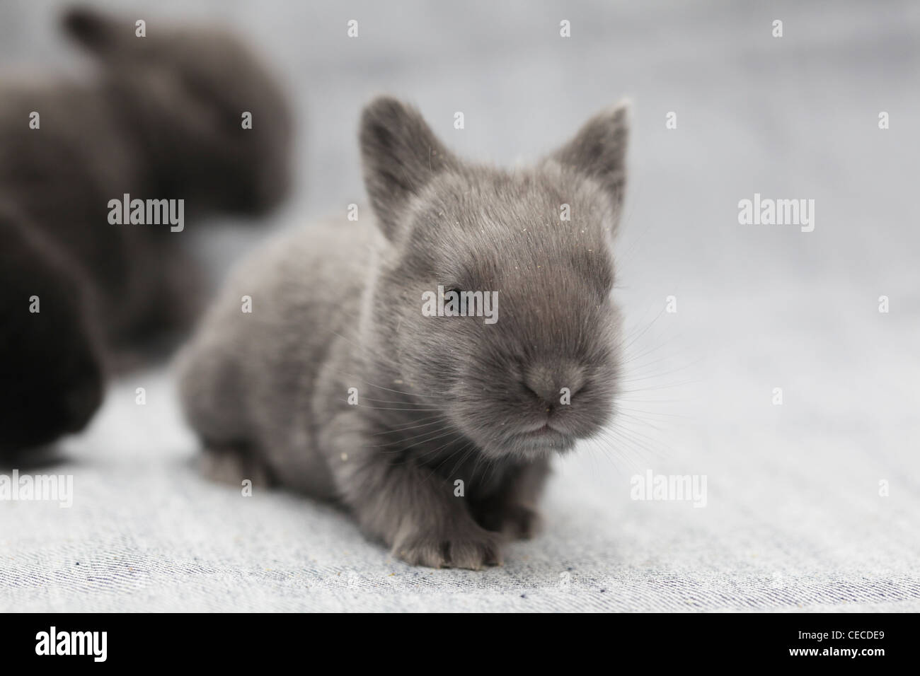 Breed rabbits hi-res stock photography and images - Alamy