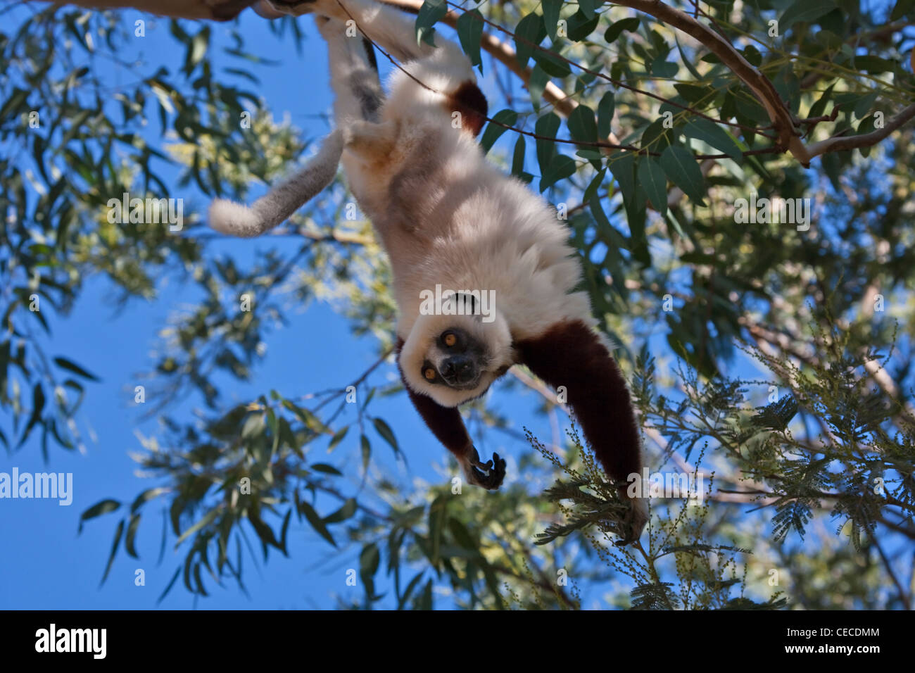 Coquerel's Sifaka (Propithecus coquereli) in the forest, Madagascar ...